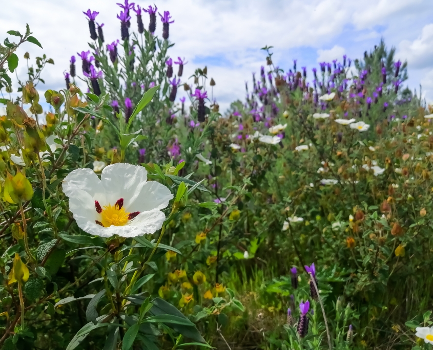 Olhar a primavera no Alentejo - Ser Alentejano - https://alentejoturismo.pt