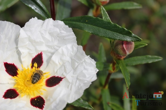 A esteva uma valente solitária - Flora e Vegetação - AlentejoTurismo.pt