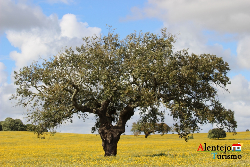 Olhar a primavera no Alentejo - Ser Alentejano - https://alentejoturismo.pt